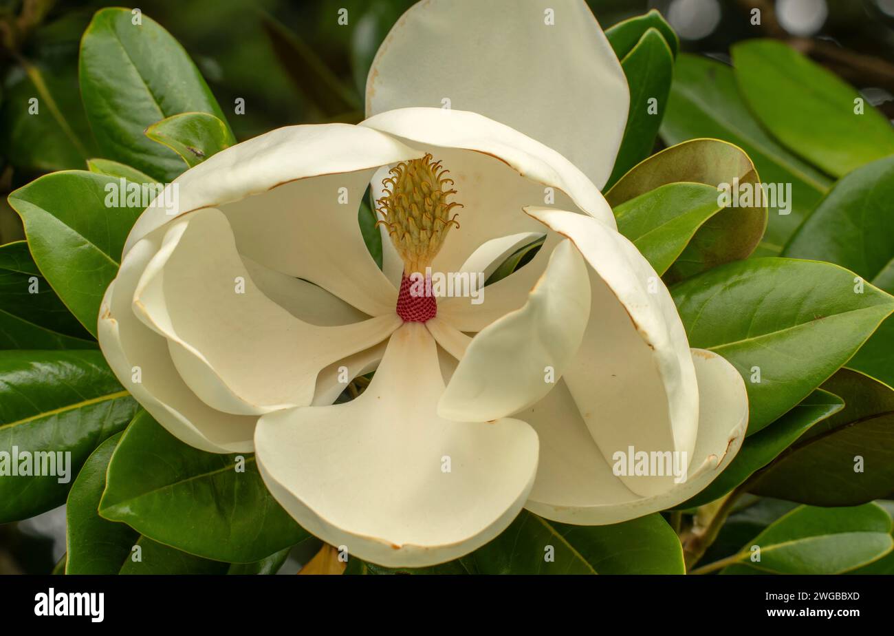 Southern magnolia or Bull bay, Magnolia grandiflora, in flower in ...