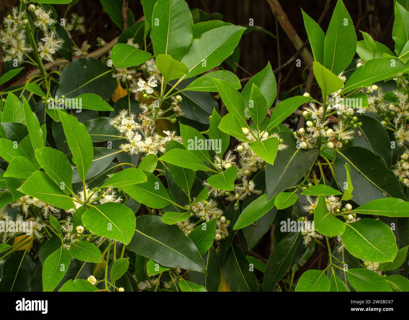 Wildflowers of queensland hi-res stock photography and images - Alamy