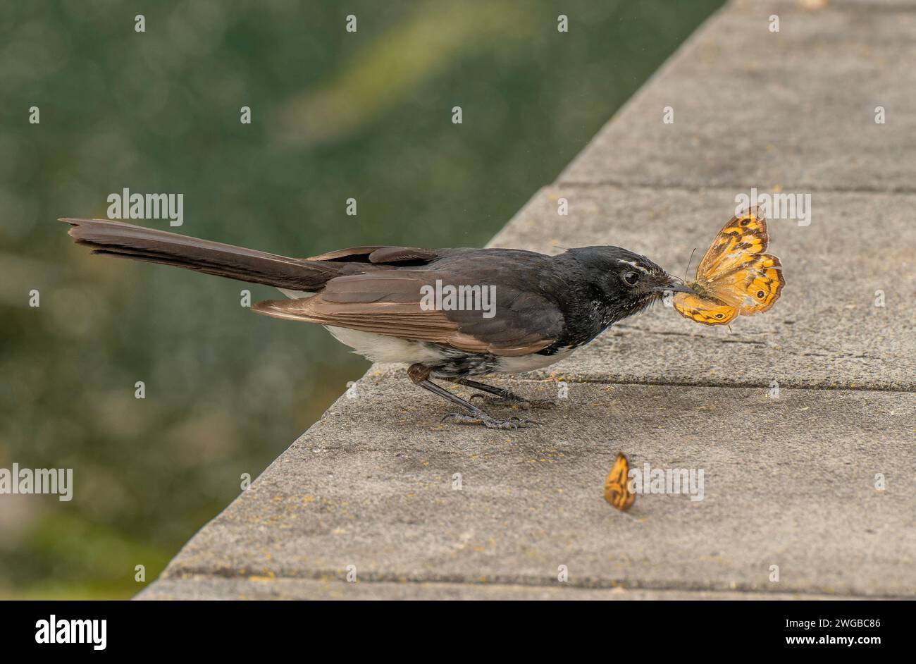 Willie wagtail, Rhipidura leucophrys, killing and feeding on newly ...