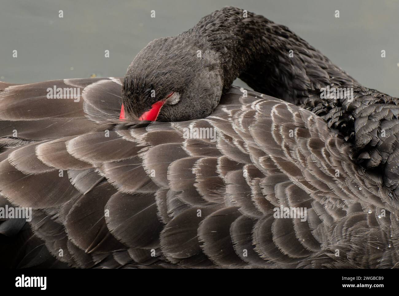 Black swan, Cygnus atratus, loafing and sleeping. Victoria, Australia ...