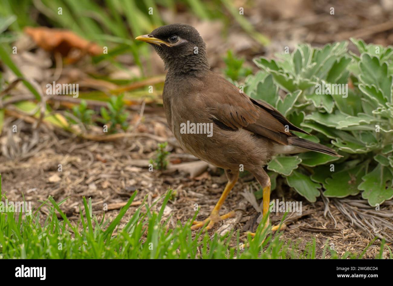 Indian mynah bird australia hi-res stock photography and images - Alamy