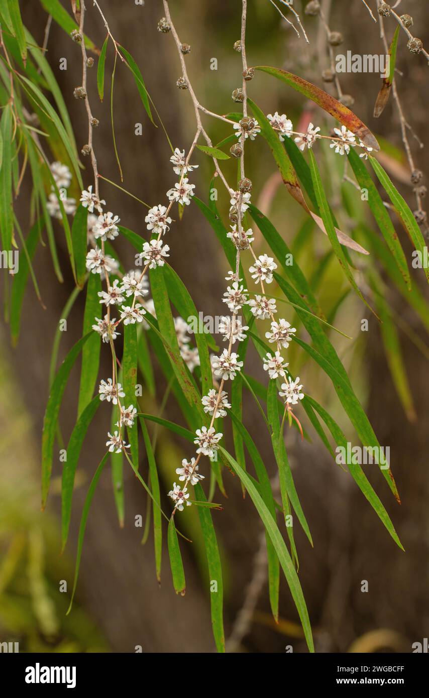 Willow myrtle, Agonis flexuosa, bush in flower; Western Australia Stock ...