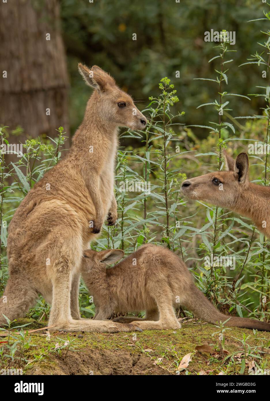 Forester kangaroo, Macropus giganteus tasmaniensis, parents and joey ...