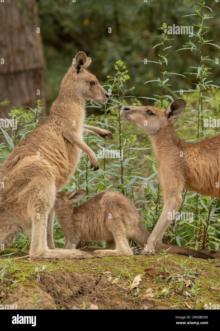 Forester kangaroo, Macropus giganteus tasmaniensis, parents and joey ...