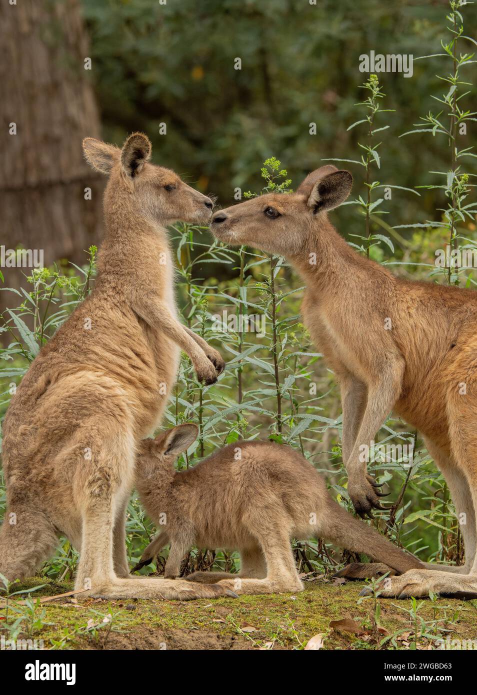 Forester kangaroo, Macropus giganteus tasmaniensis, parents and joey ...