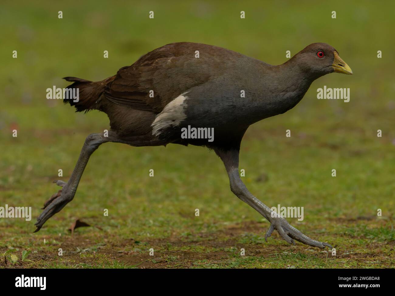 Tasmanian native hen hi-res stock photography and images - Alamy