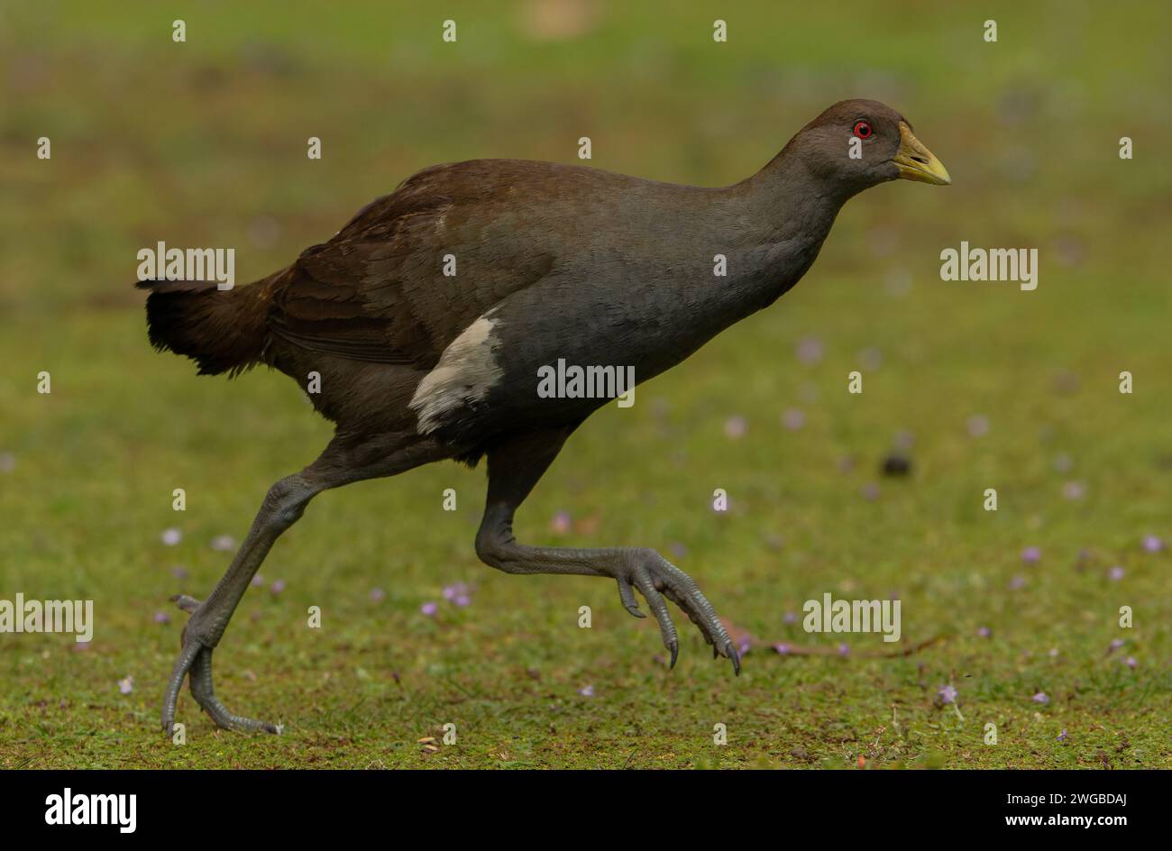 Tasmanian native hen hi-res stock photography and images - Alamy
