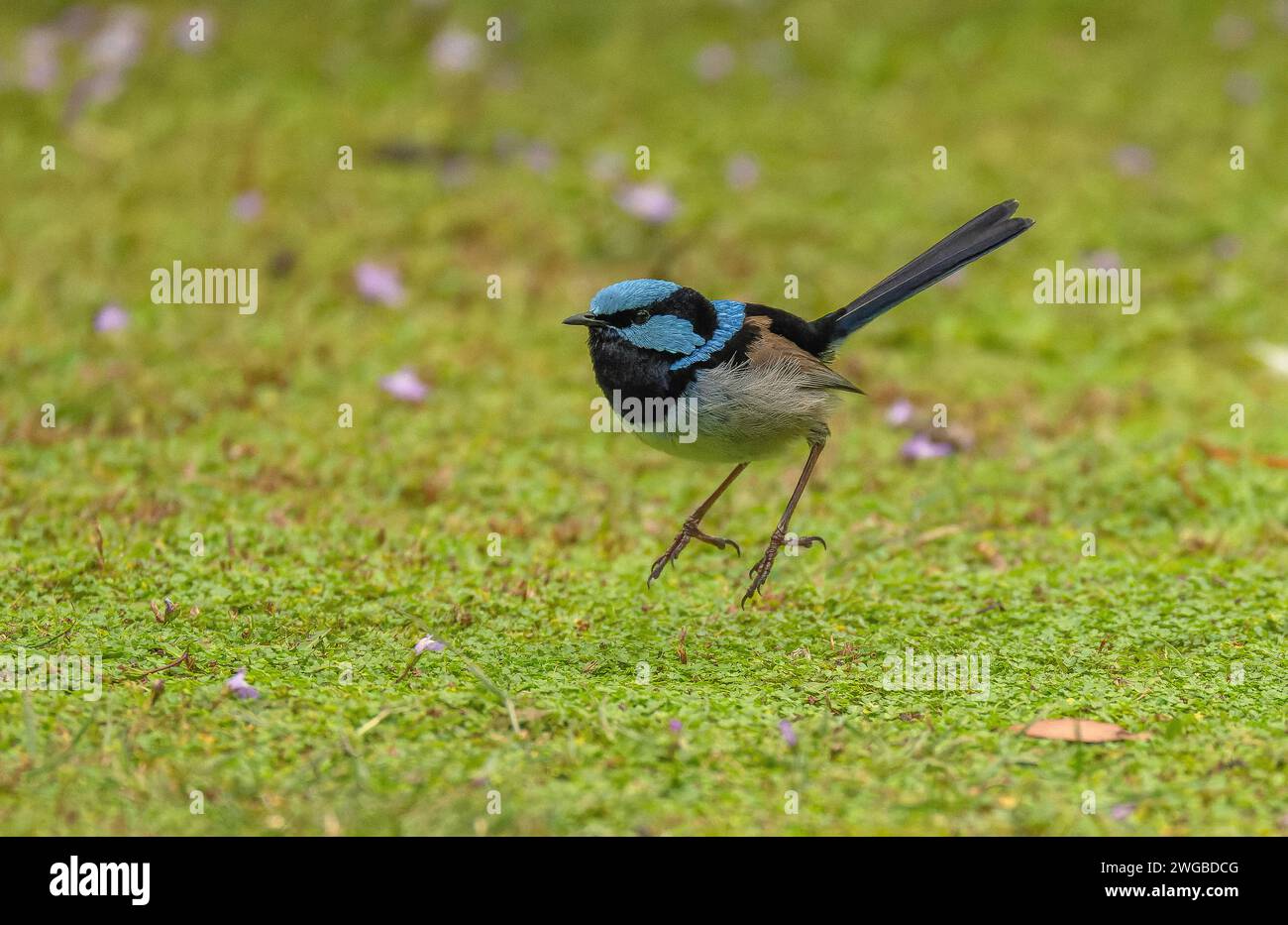 Wren flying hi-res stock photography and images - Alamy