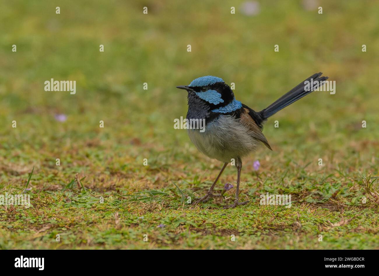 Superb fairywren, Malurus cyaneus, feeding on flowery grazed grassland ...