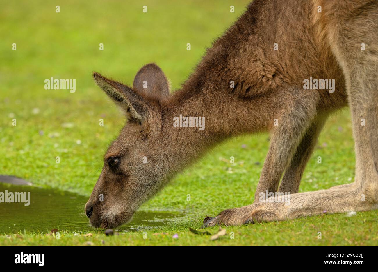 Forester kangaroo, Macropus giganteus tasmaniensis, drinking in ...