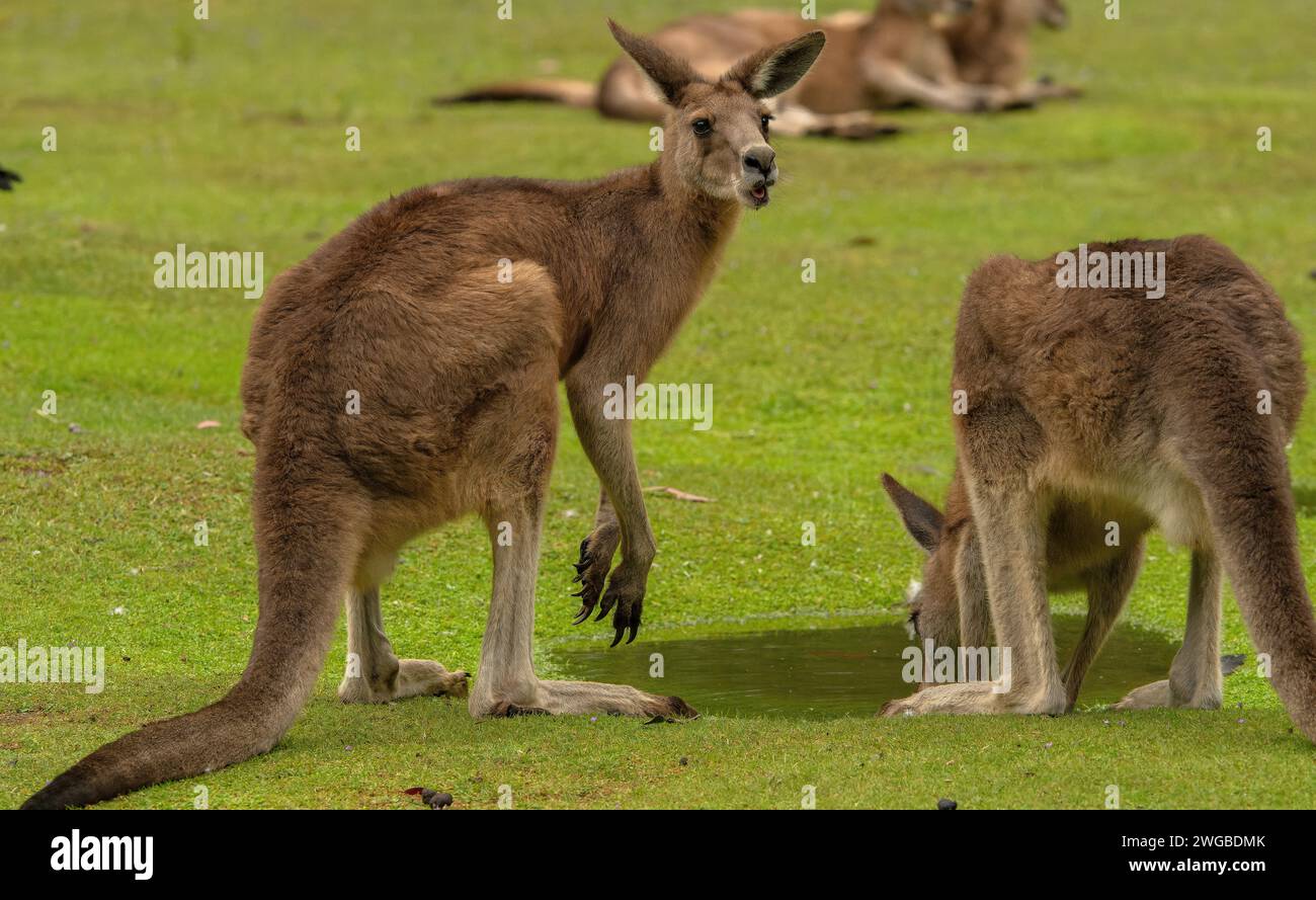 Forester kangaroos, Macropus giganteus tasmaniensis, drinking in ...