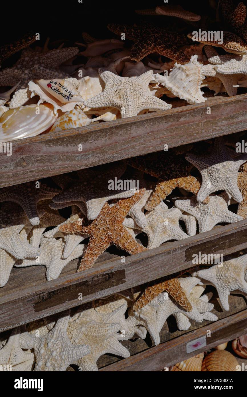 Starfish and seashells on beach hi-res stock photography and images - Alamy
