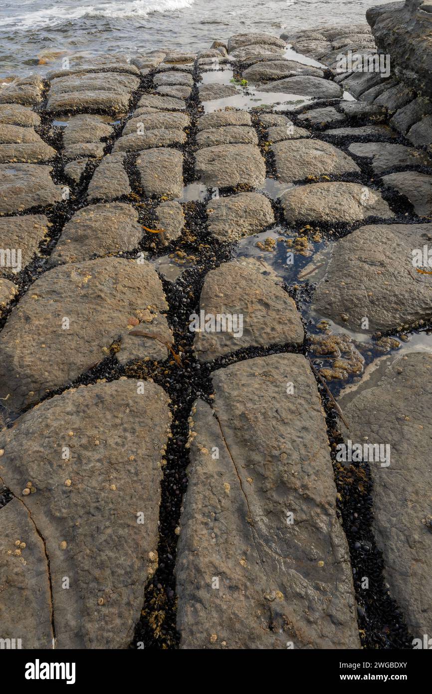 Tessellated pavement, at Pirates Bay, Tasmania. An eroded marine ...