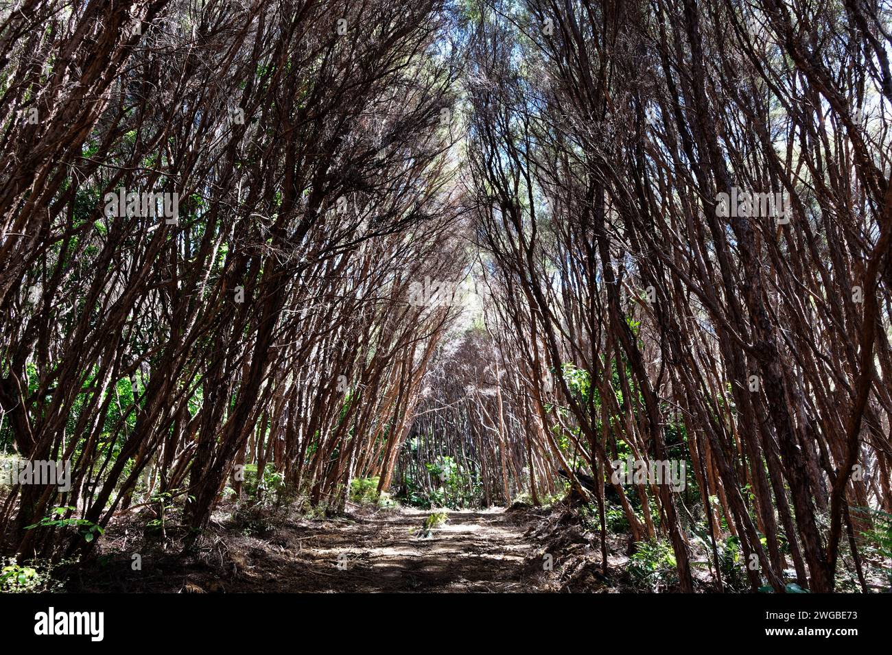Trees reach to the sky and lean over a pathway in the forest Stock ...