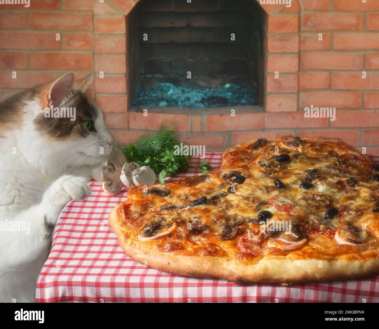 Hungry cat creeps up to the pizza table Stock Photo - Alamy