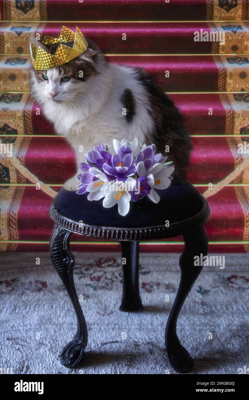 Crown king cat hi-res stock photography and images - Alamy