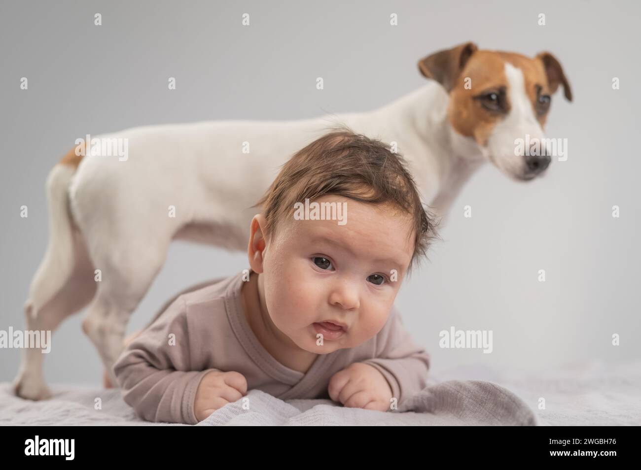 Portrait of a baby lying on his stomach and a Jack Russell Terrier dog ...