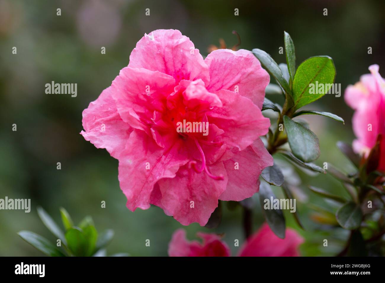 Bright pink Rhododendron hybridum Cheer flowers with leaves in the ...