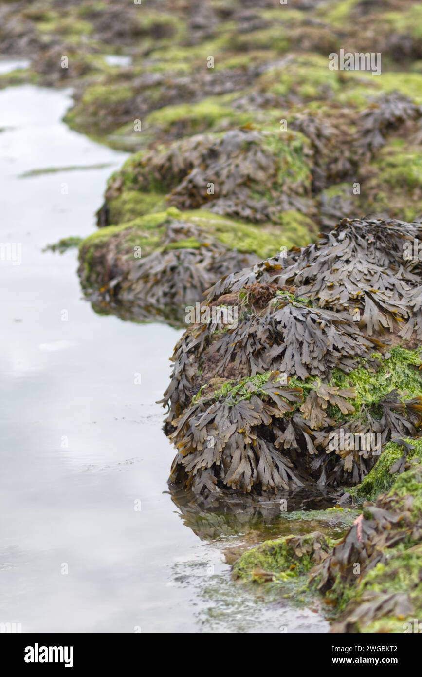 Fucus vesiculosu, Seaweed-covered rocks Stock Photo - Alamy