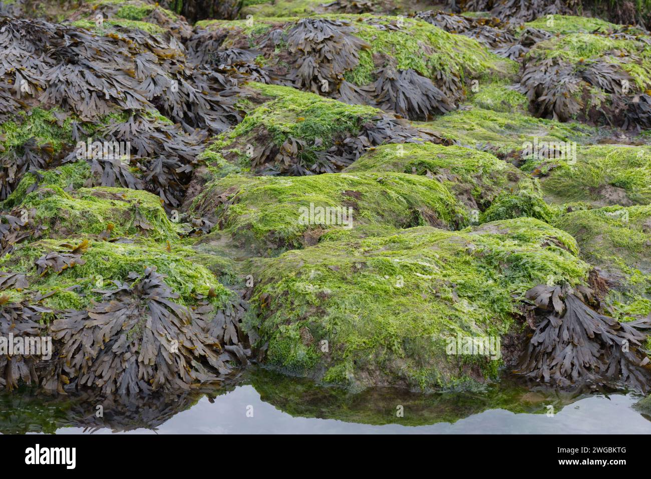 Fucus vesiculosu, Seaweed-covered rocks Stock Photo - Alamy