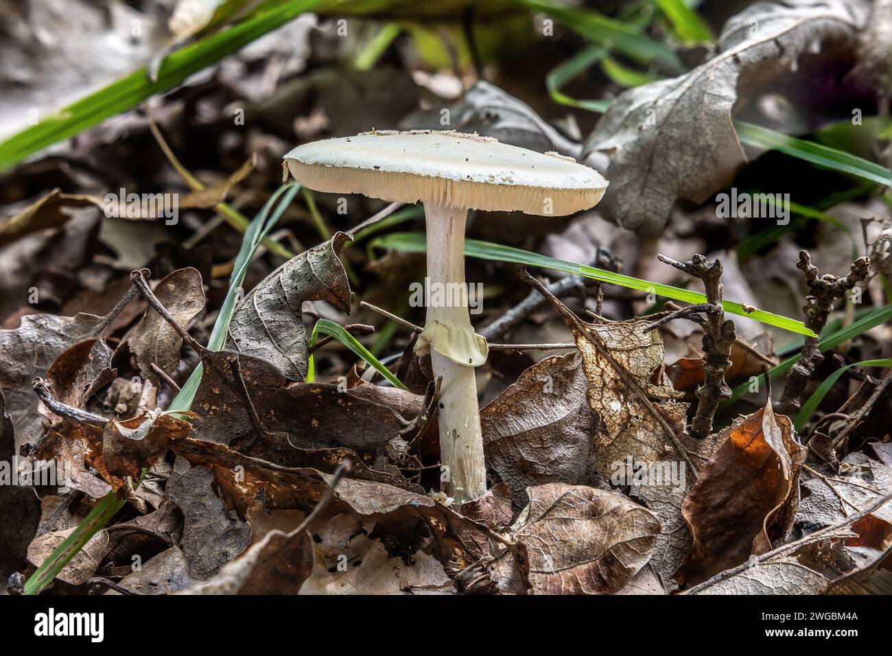 Destroying Angel, New Forest, Hampshire, UK Stock Photo - Alamy