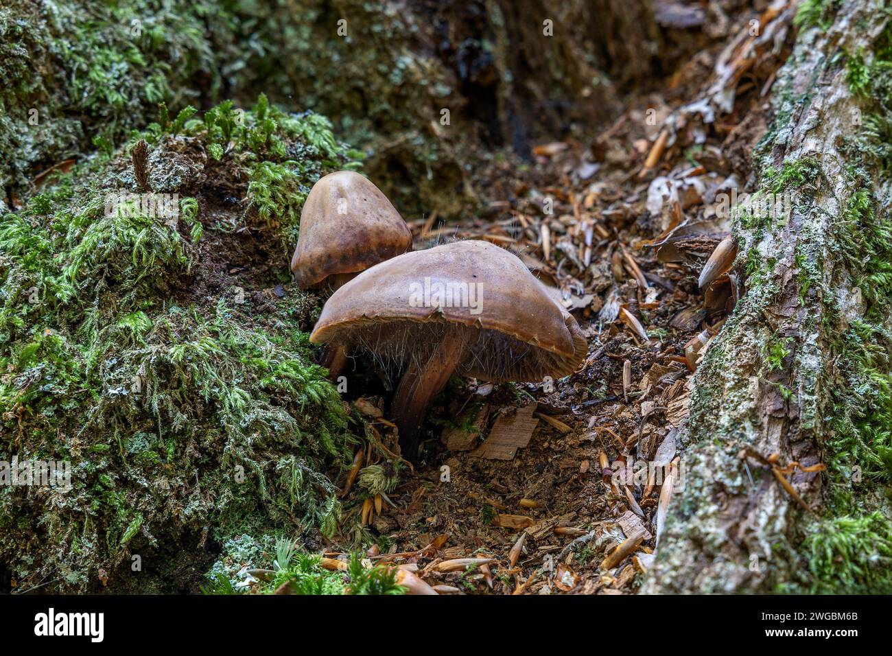 Spindle fungi hi-res stock photography and images - Alamy