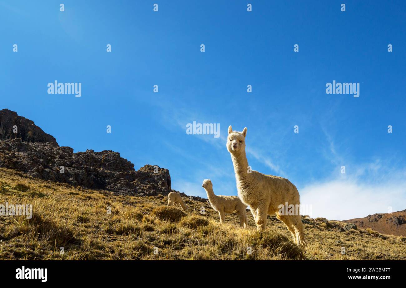 Peruvian alpaca in Andes, Peru, South America Stock Photo - Alamy