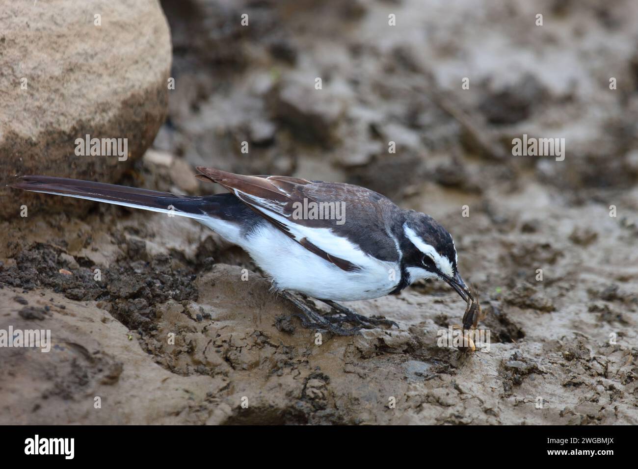 Witwenstelze hi-res stock photography and images - Alamy