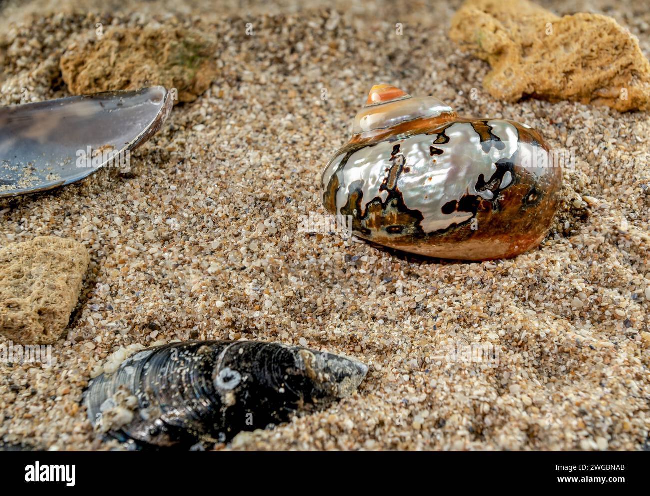 Pearly snail sea shell of Turbo sarmaticus South African turban on the ...