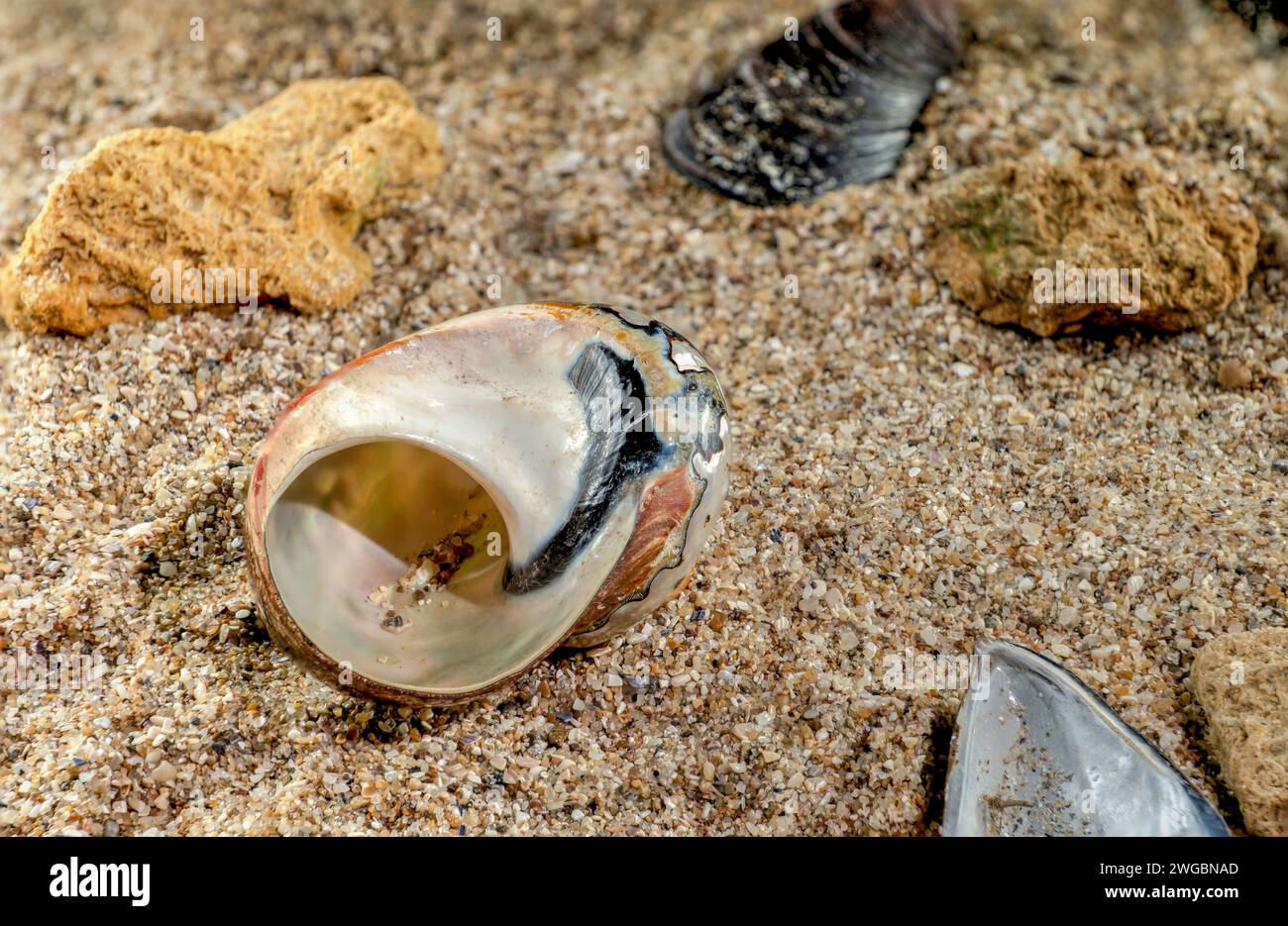 Pearly snail sea shell of Turbo sarmaticus South African turban on the ...