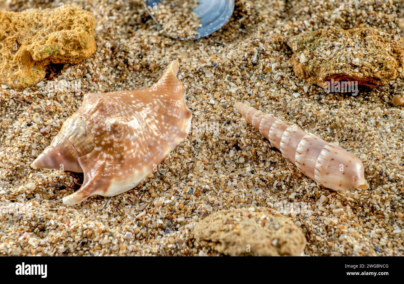 Strombidae seastar shell on the sand Stock Photo - Alamy