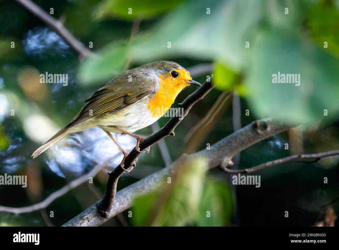 Closeup robin hi-res stock photography and images - Alamy