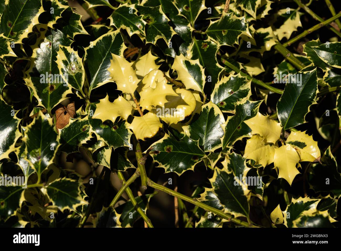 Holly is native to the UK and often the understory in oak woodland ...