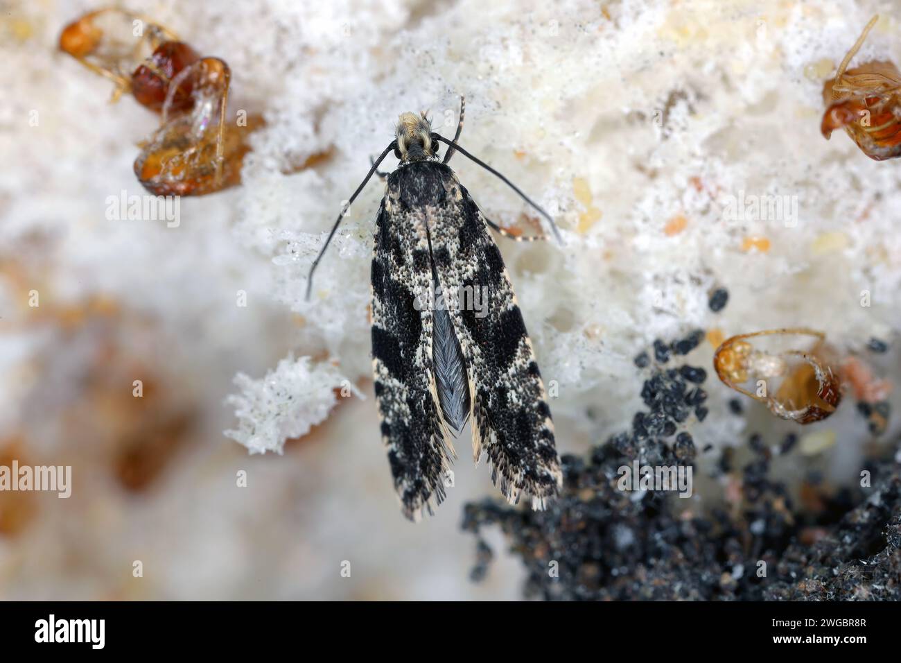 European grain worm or European grain moth (Nemapogon granella). Moth ...