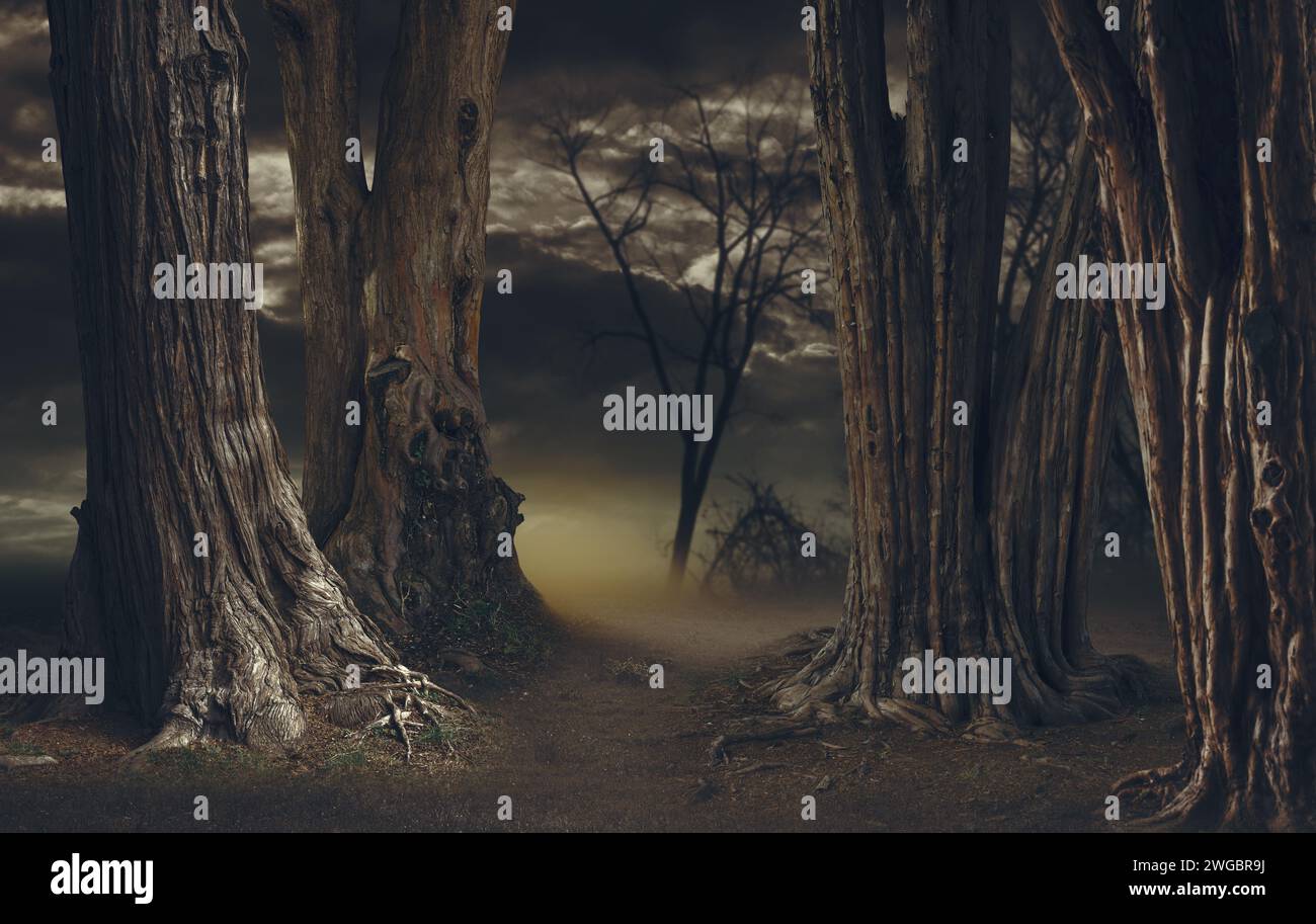 Scary forest with big trees and mist: horror background Stock Photo - Alamy