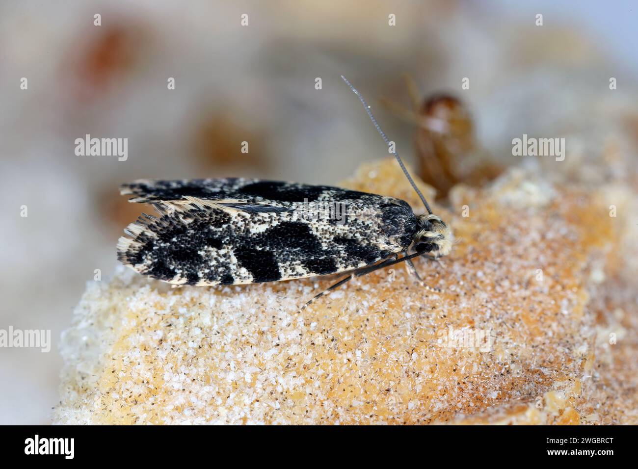 European grain worm or European grain moth (Nemapogon granella). A moth ...