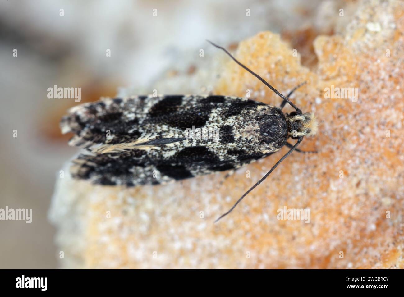 European grain worm or European grain moth (Nemapogon granella). A moth ...