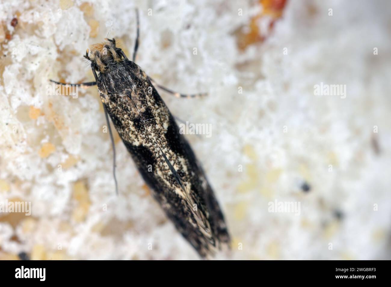 European grain worm nemapogon granella hi-res stock photography and ...