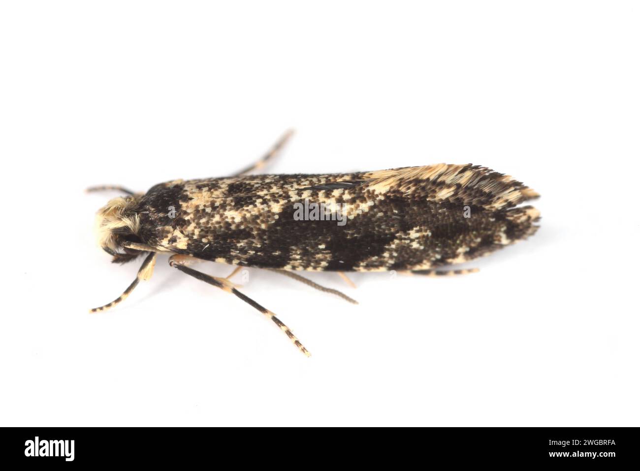 European grain worm or European grain moth (Nemapogon granella Stock ...