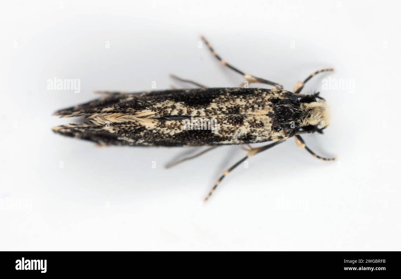 European grain worm or European grain moth (Nemapogon granella Stock ...