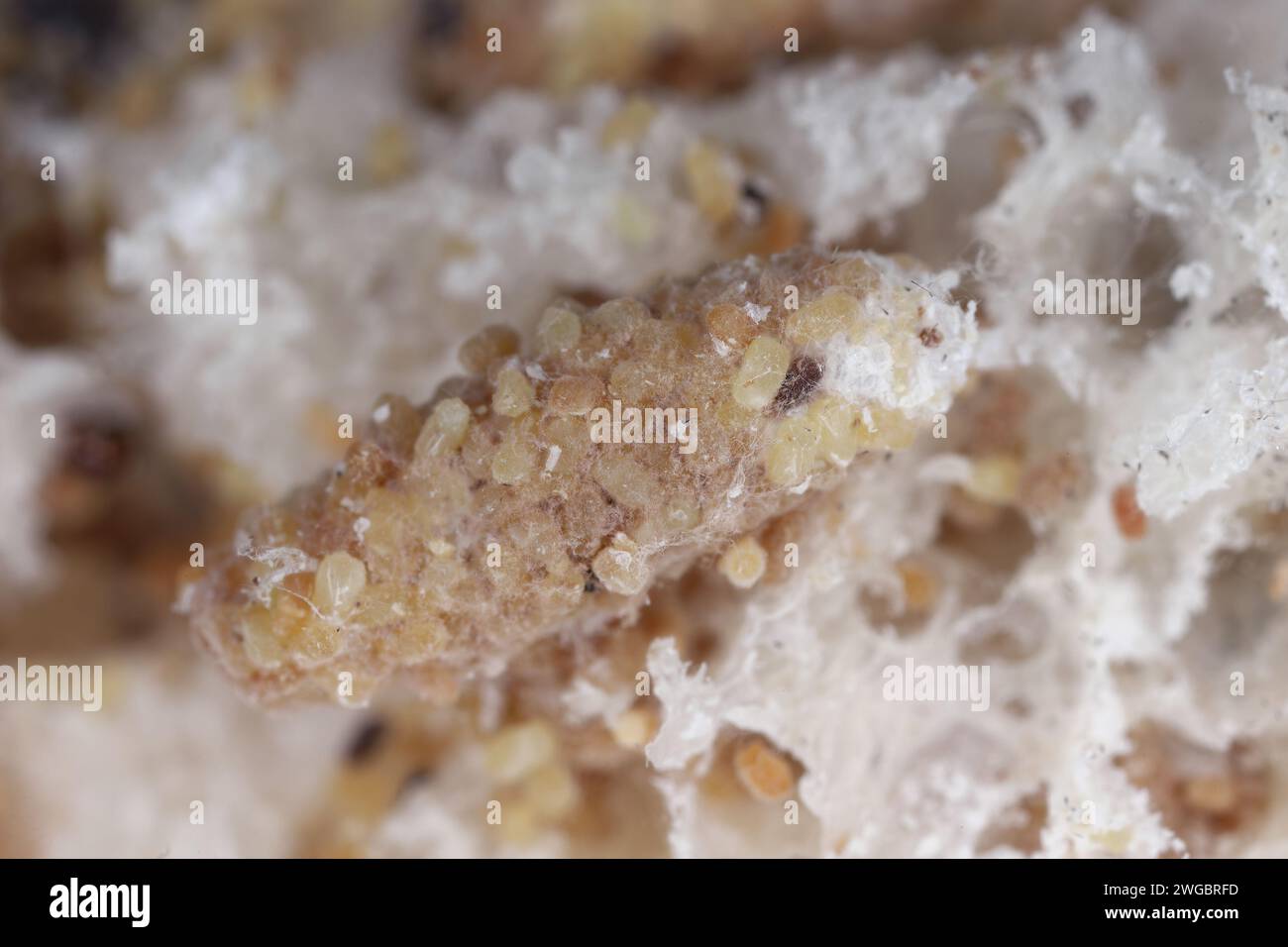 European grain worm or European grain moth (Nemapogon granella). The ...