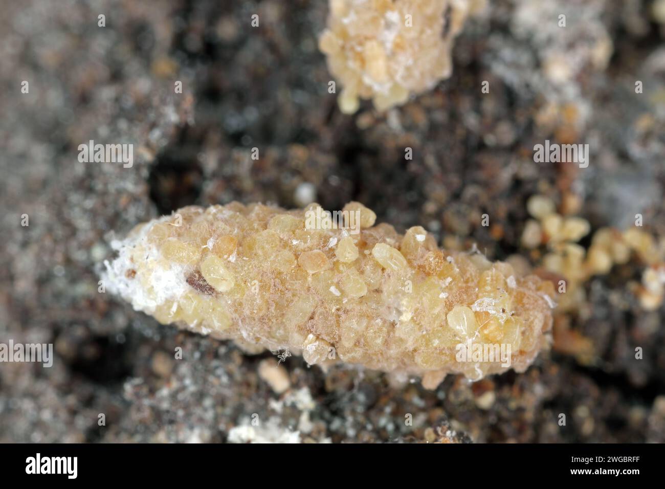 European grain worm or European grain moth (Nemapogon granella). The ...