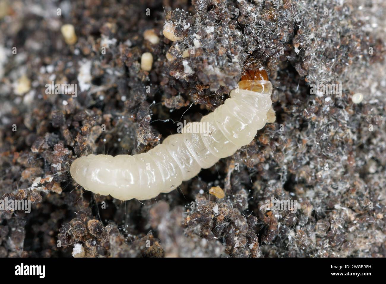 European grain worm or European grain moth (Nemapogon granella ...