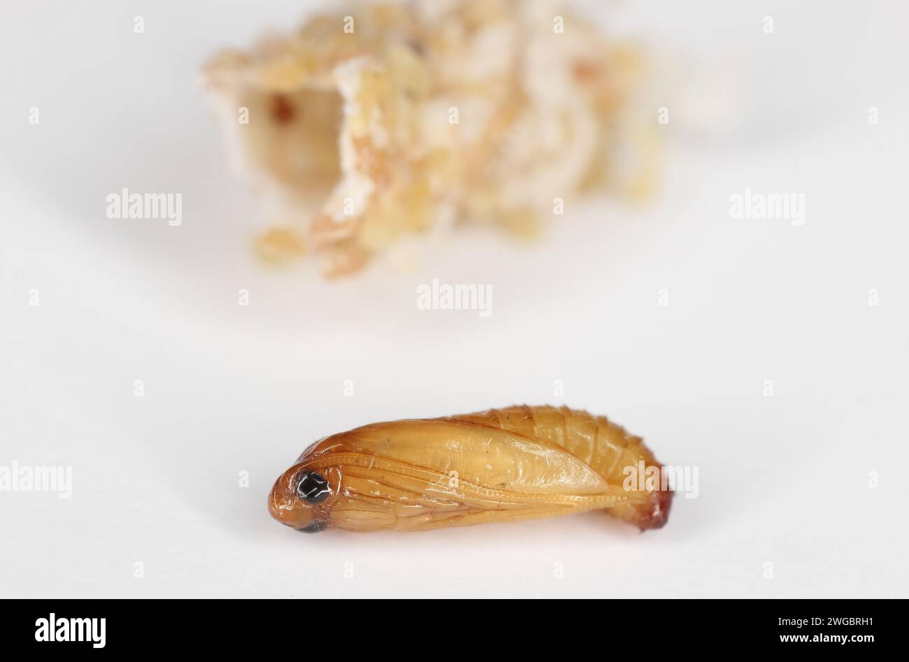 European grain worm or European grain moth (Nemapogon granella Stock ...