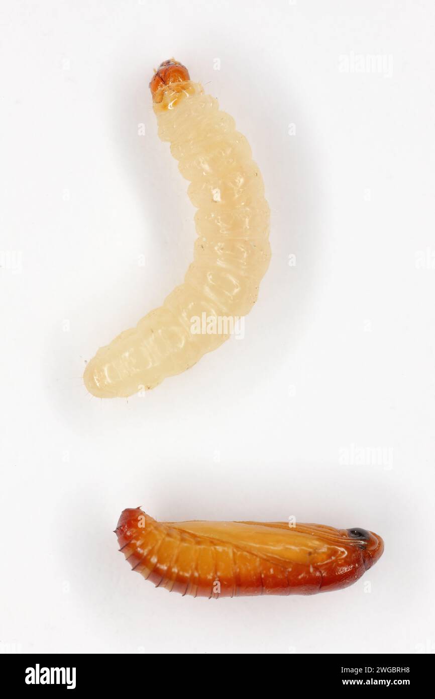 European grain worm or European grain moth (Nemapogon granella ...