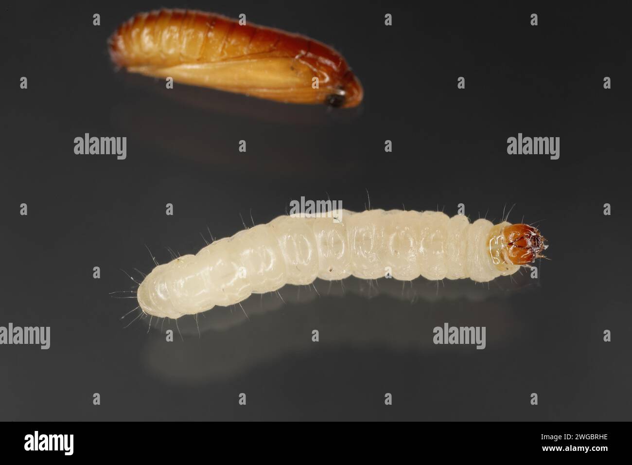 European grain worm or European grain moth (Nemapogon granella ...