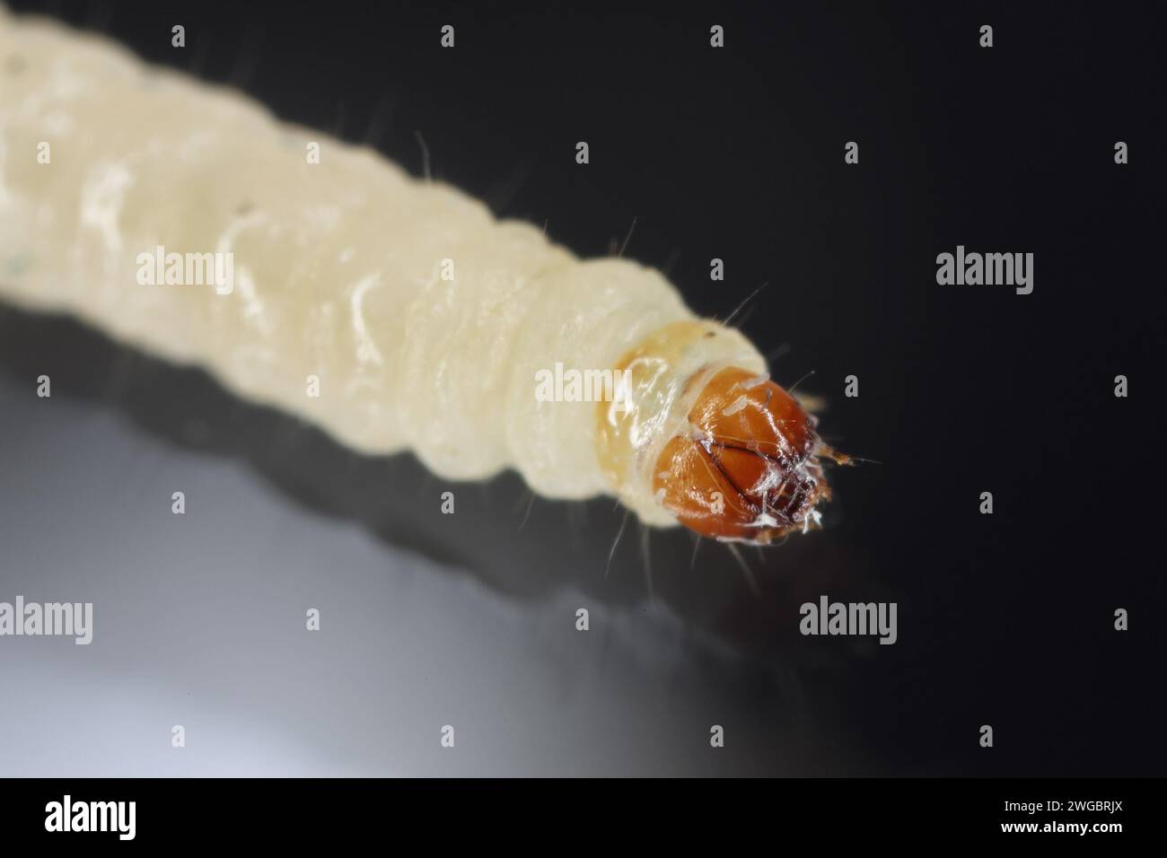 Caterpillar parasites hi-res stock photography and images - Alamy