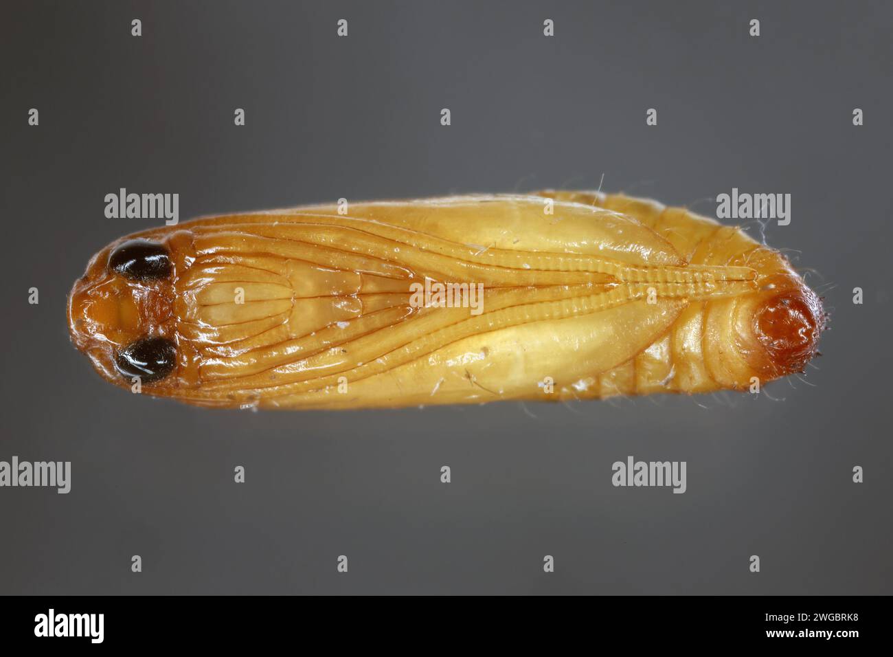 European grain worm or European grain moth (Nemapogon granella ...