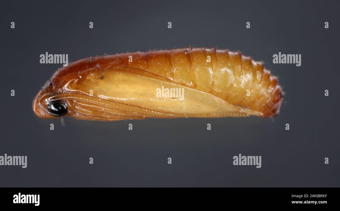 European grain worm or European grain moth (Nemapogon granella ...