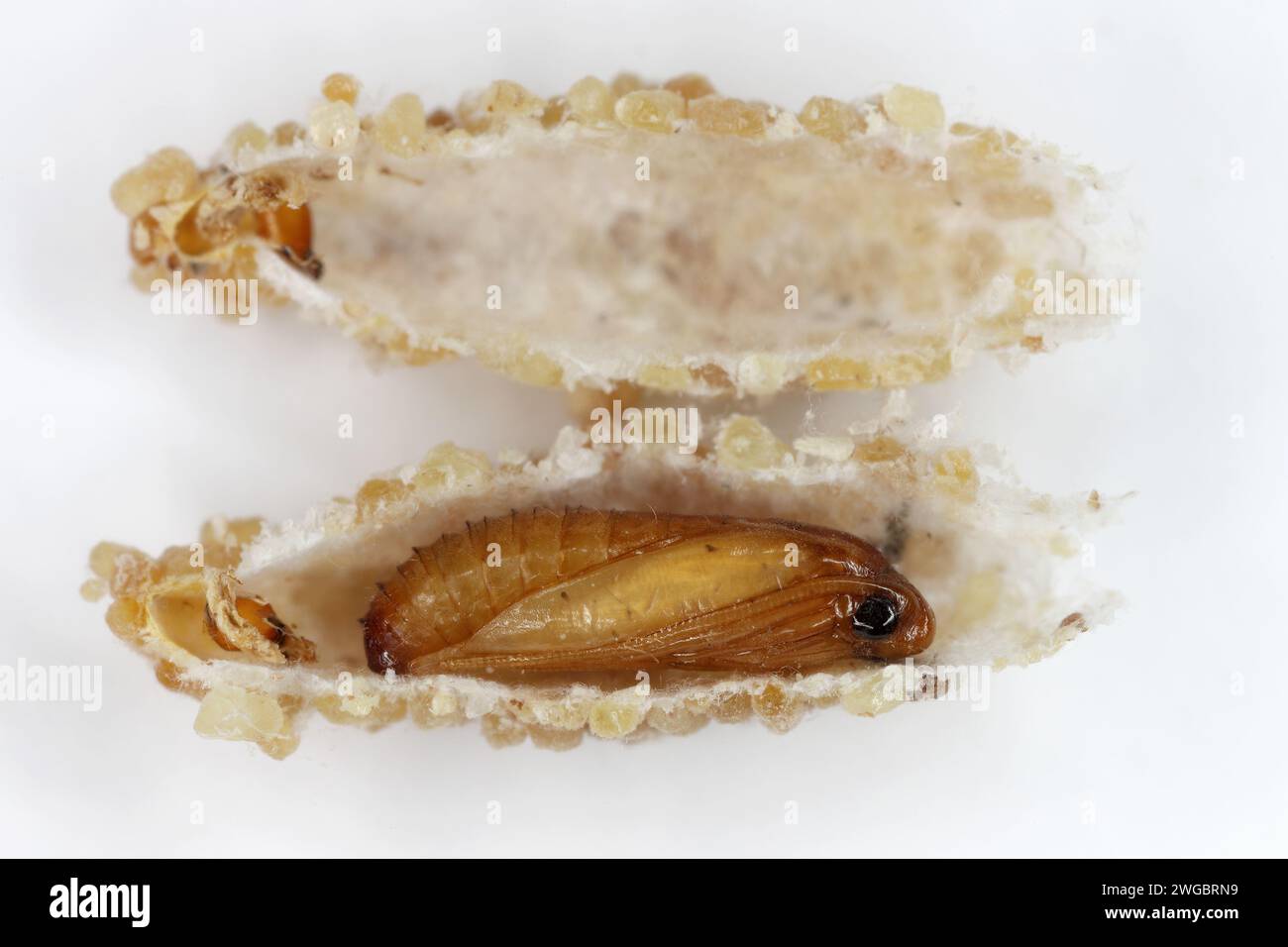 European grain worm or European grain moth (Nemapogon granella). The ...